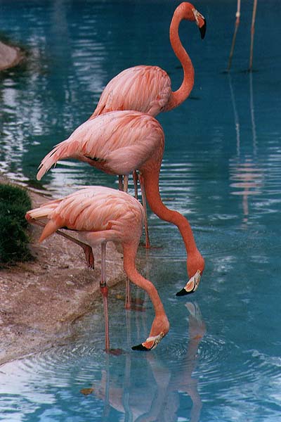 Animals, Birds, Creatures | Wild Life & Sea Side: flamingo pictures